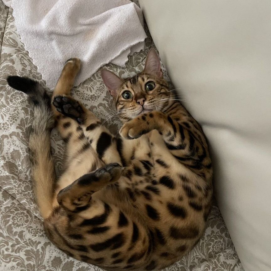 F22 Bengal cat (Luna)