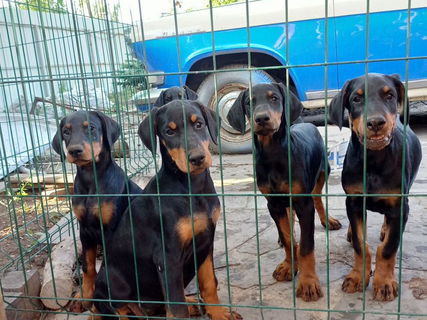 Щенки добермана