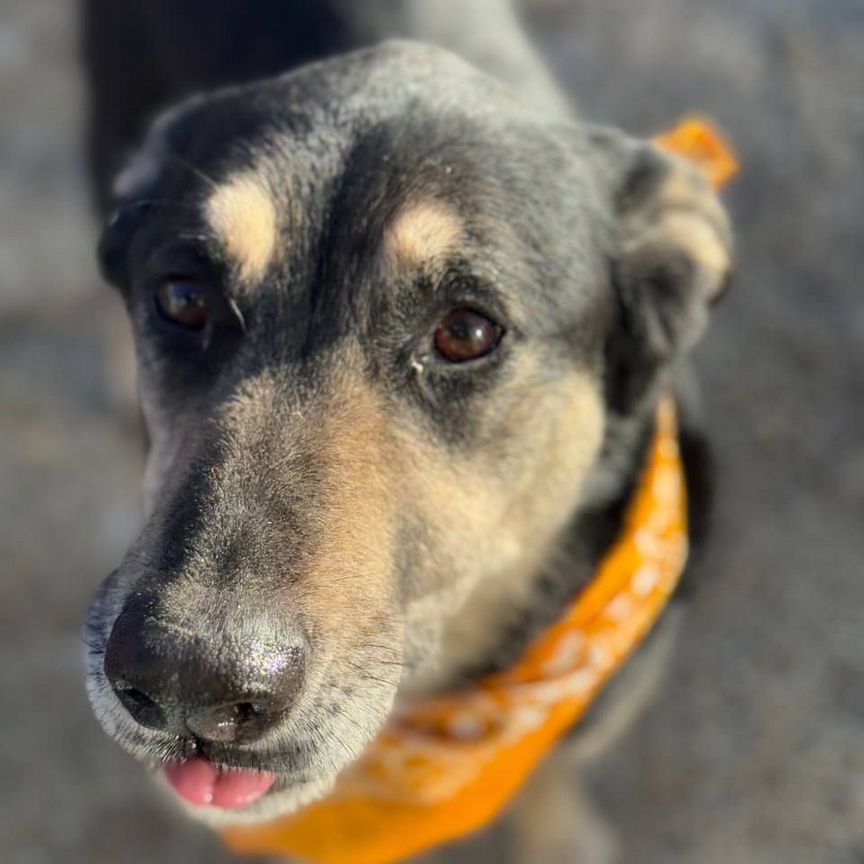 Собака в добрые руки