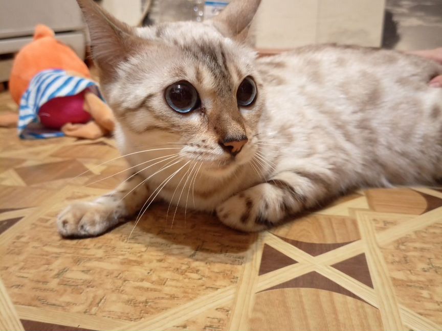 Бенгальская кошка