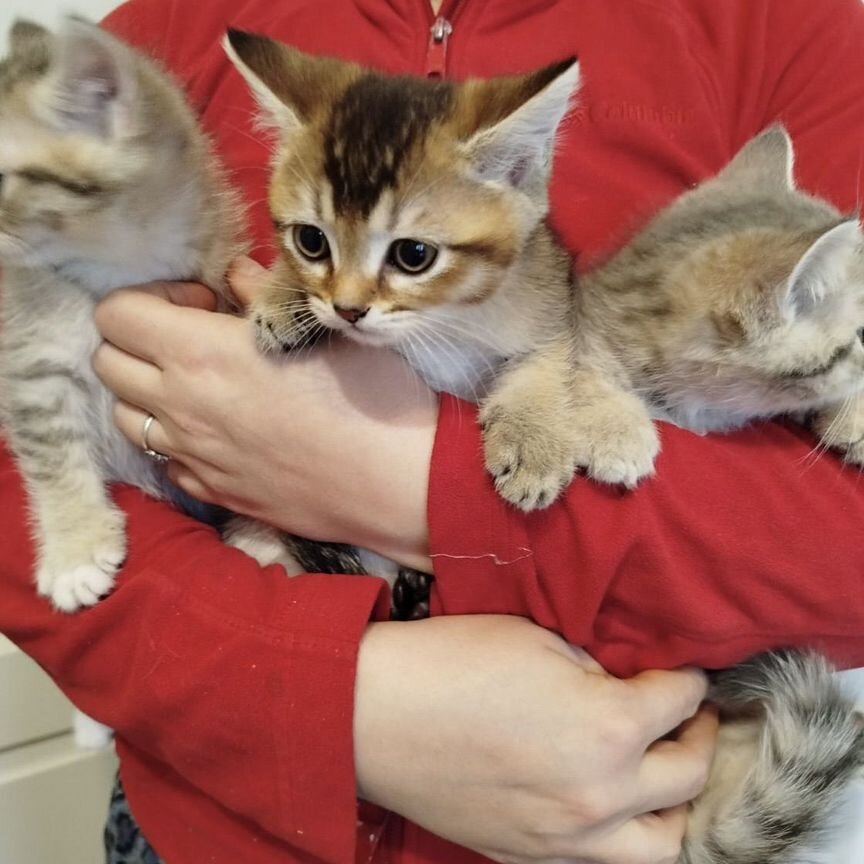 Британский короткошёрстный котёнок