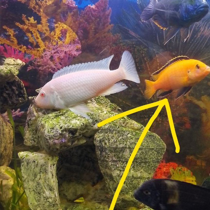 Лабидохромис Еллоу — пресноводная и другие