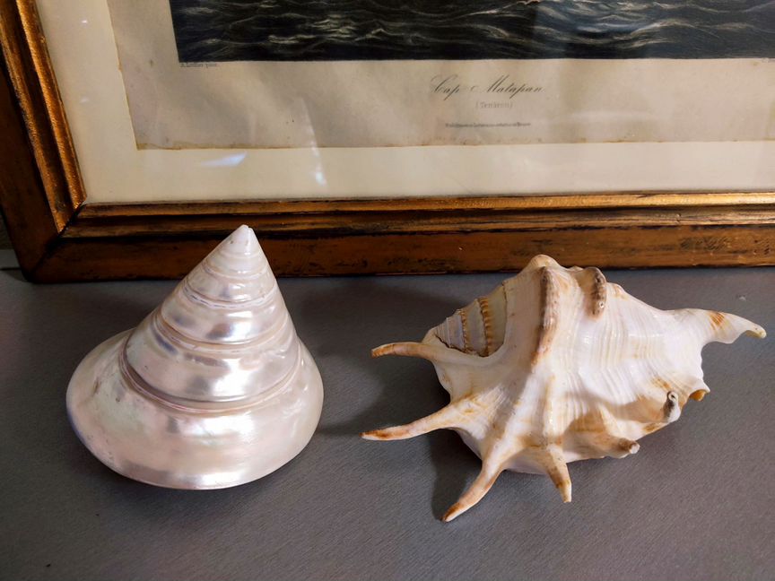 Большая морская раковина