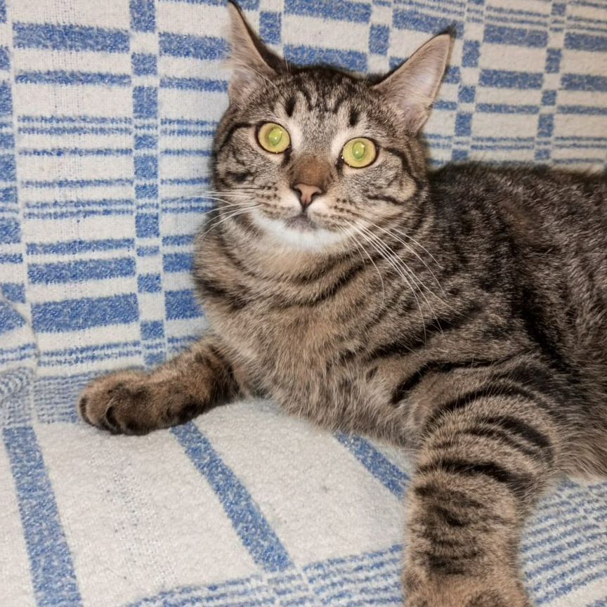 Котик (молоденький) ищет дом