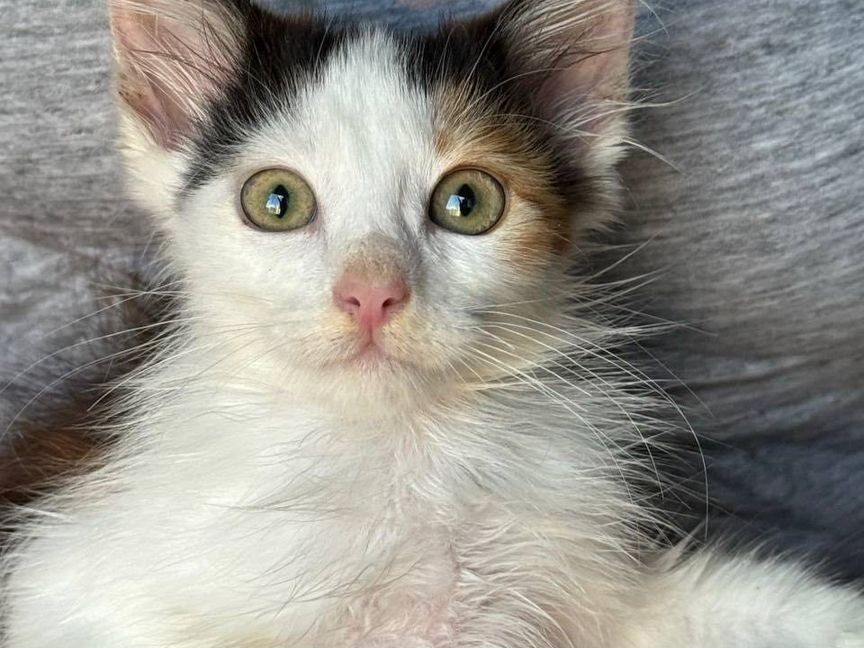 Котенок девчушка белая с пятнышками в добрые руки