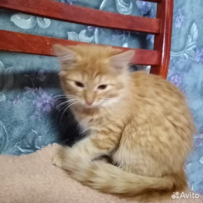 Милые лапульки в добрые руки