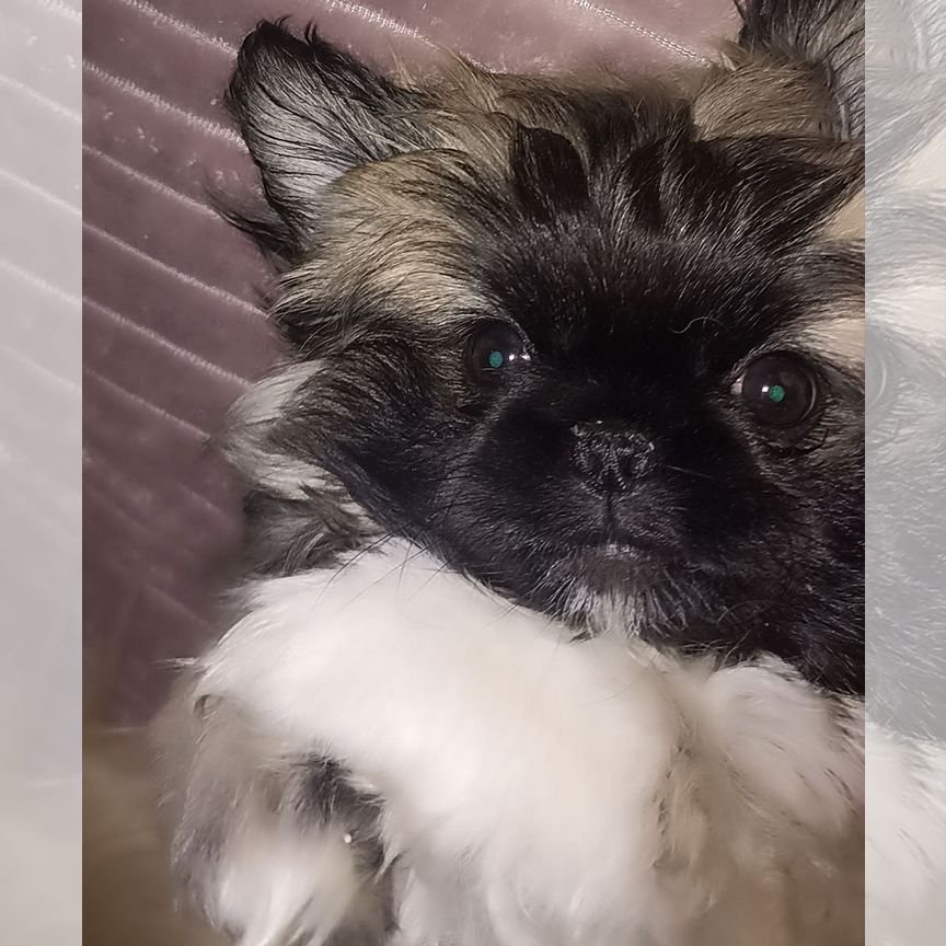 Пекинес, щенок