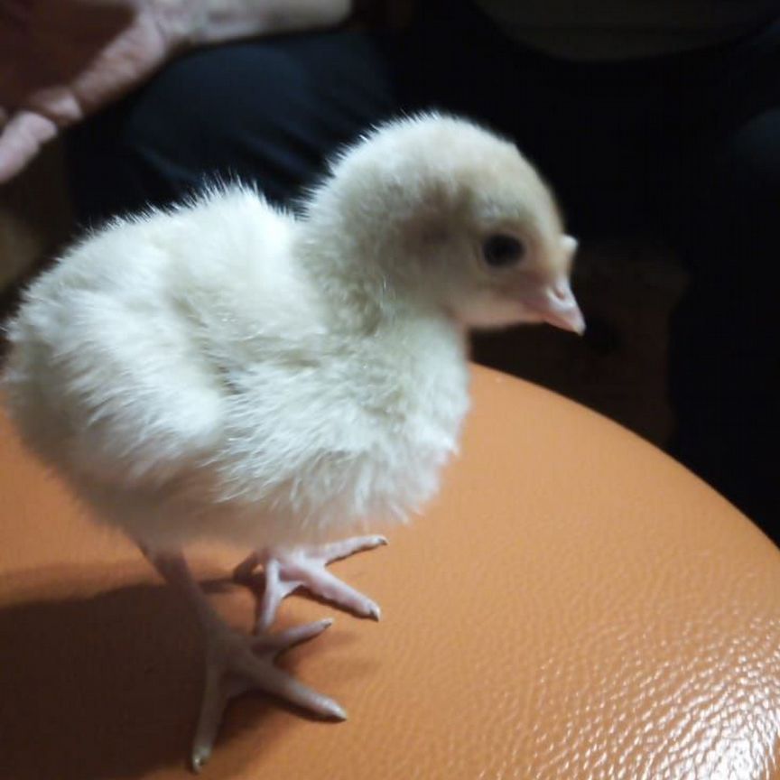 Индюшата суточные