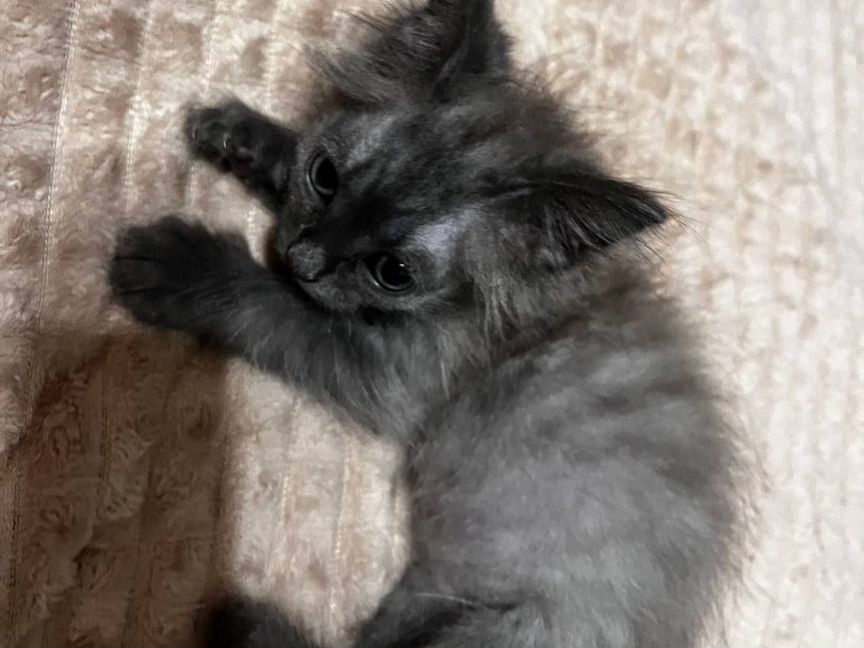 Серый малыш-шотландец