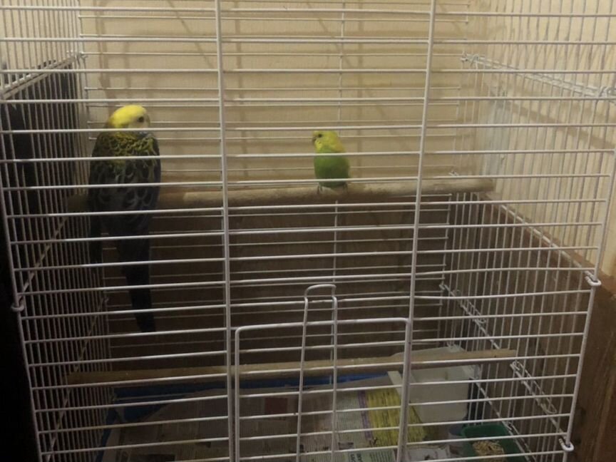 Пупугай Розелла, и Волнистые