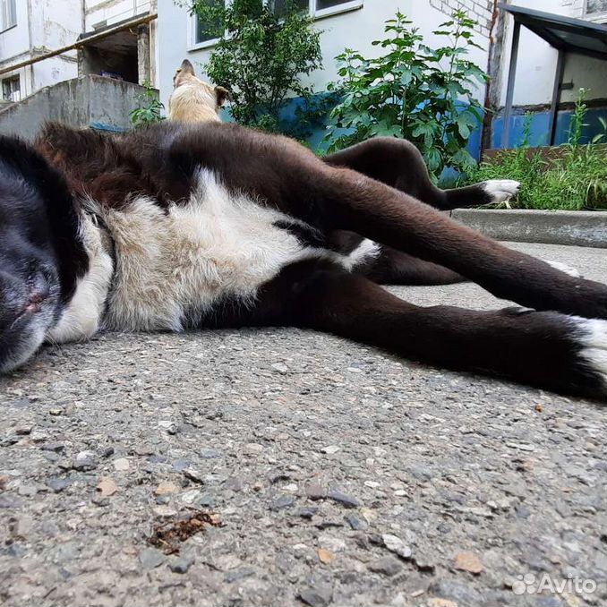 Молодая собака Дина в добрые руки