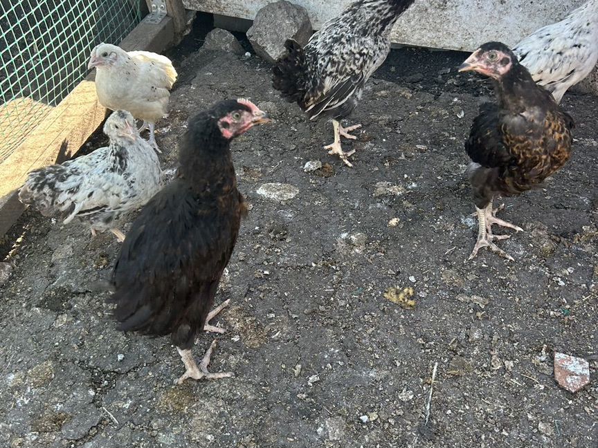 Цыплята несушки