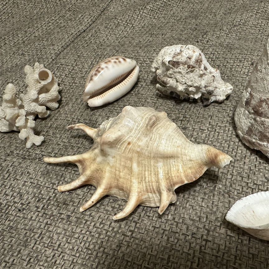 Ракушки с Мальдив для аквариума