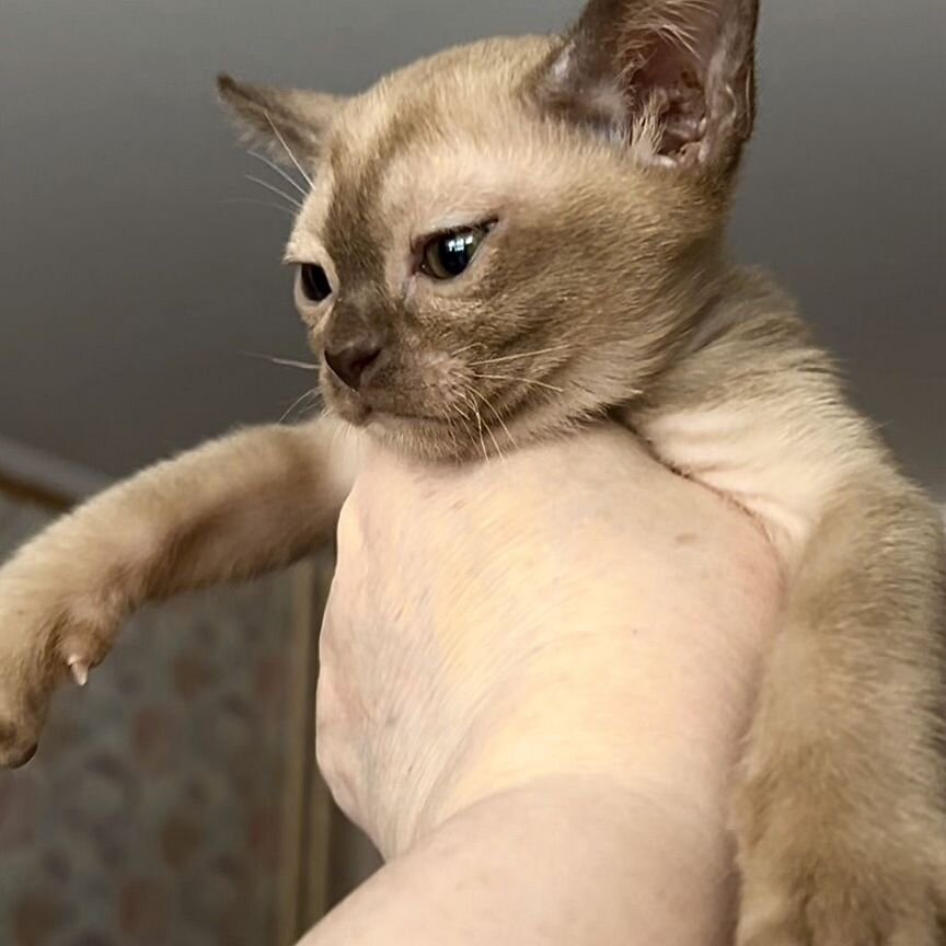 Бурманские котята