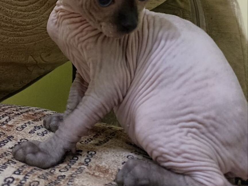 Донской сфинкс котята