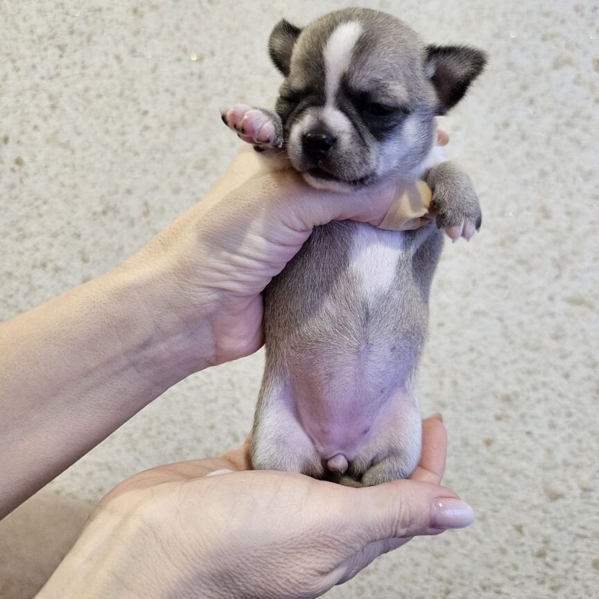 Продам щенков чихуахуа