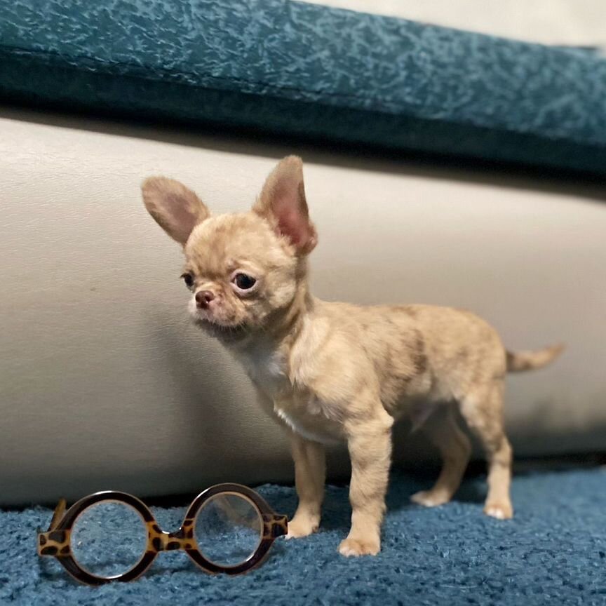 Шоко мерль мини 4 мес (доставка)