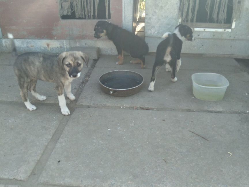 Отдам бесплатно щенки