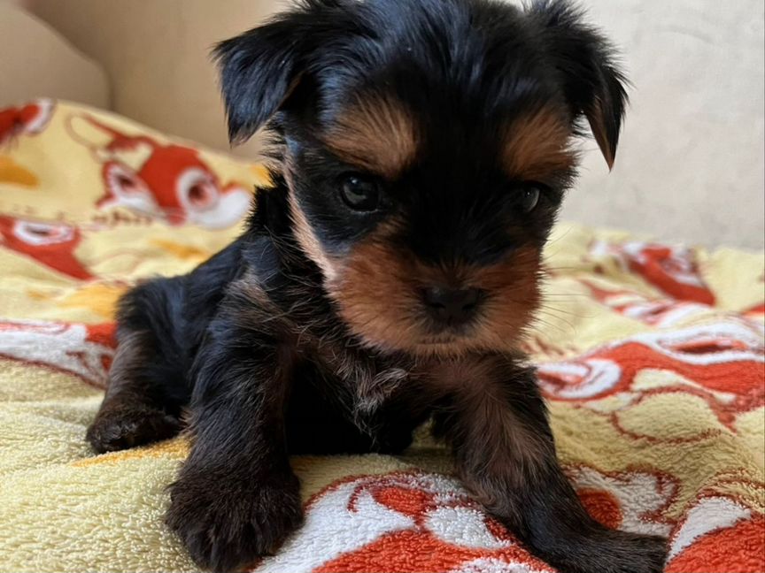 Йоркширский терьер мини щенки