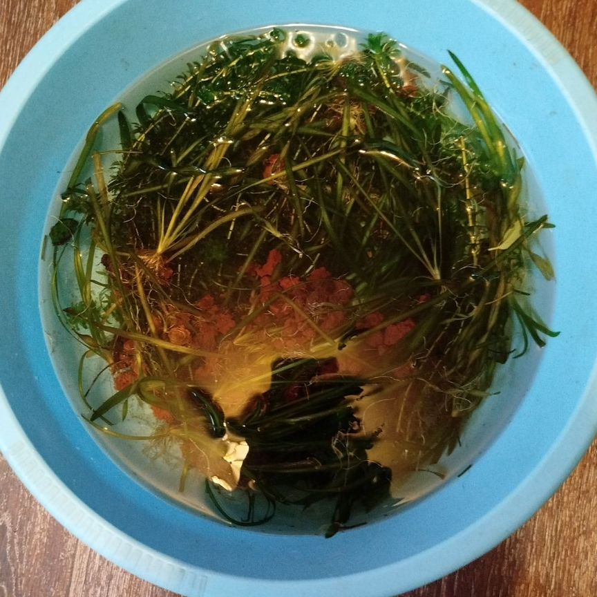 Аквариумные растения