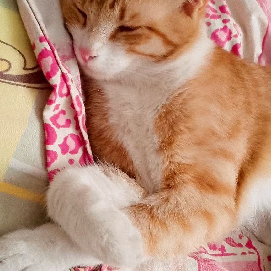 Кот 1 год