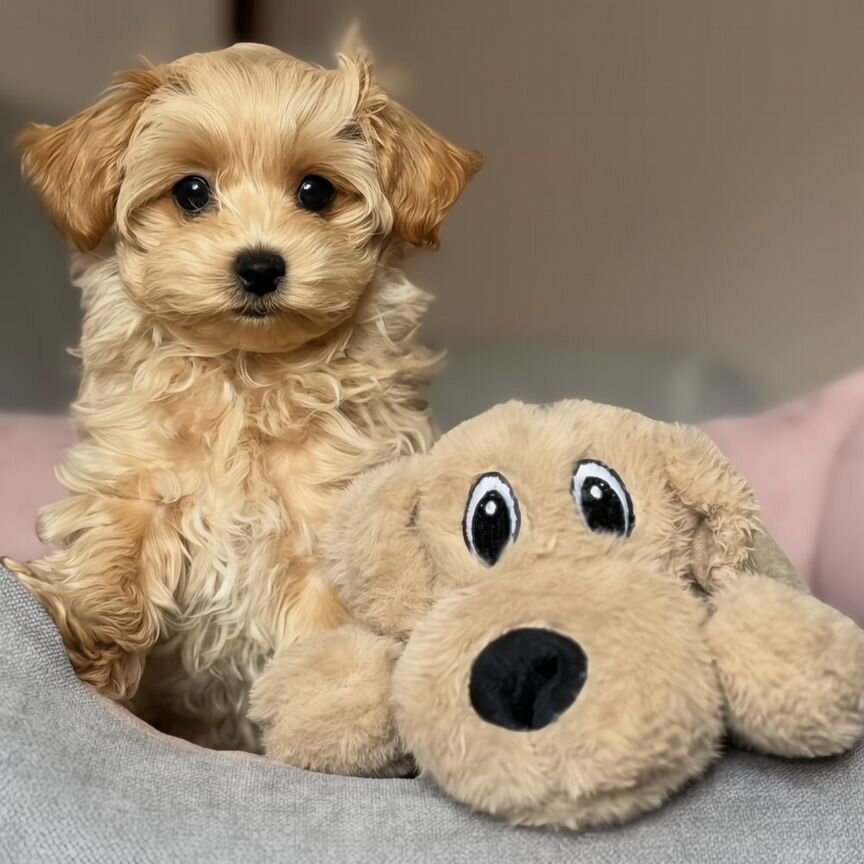 Мальтипу, щенок