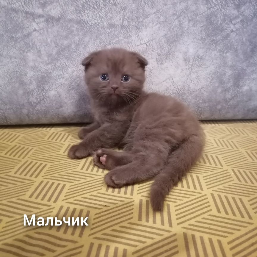 Шотландские котята