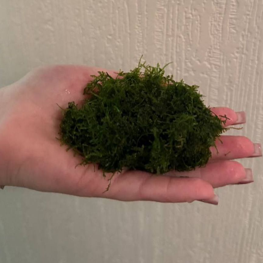 Мох для аквариума