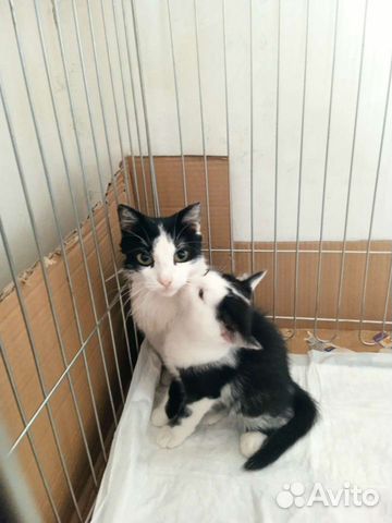 Кошка Любаша ищет семью