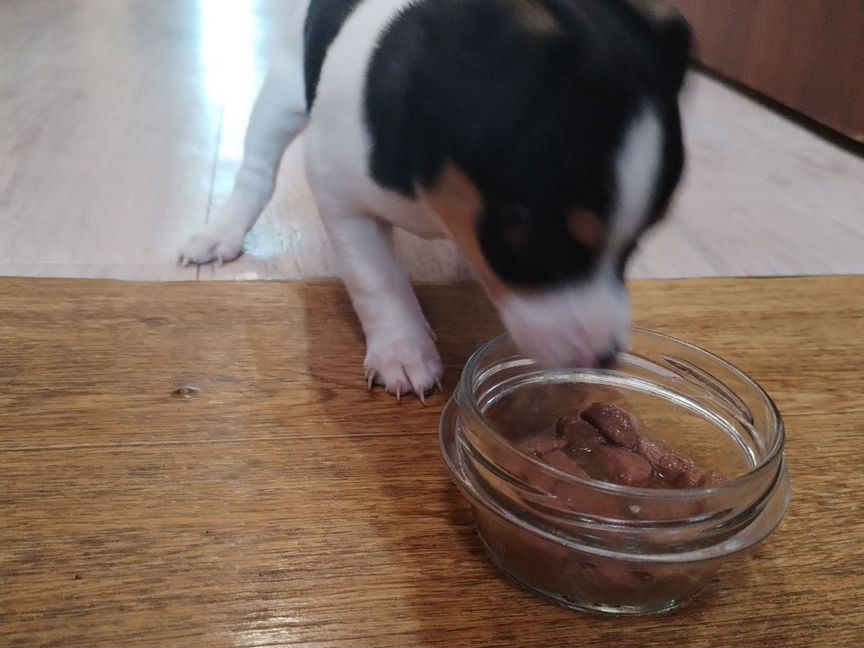 Собака порода той-терьер