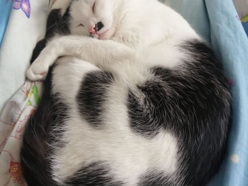 Кот Арий