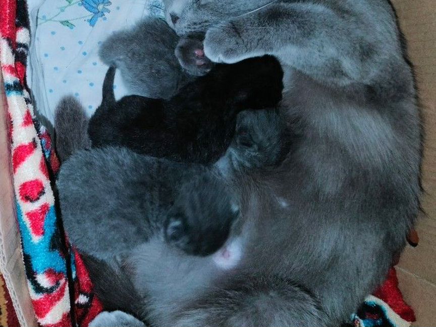 Котята от вислоухой кошки