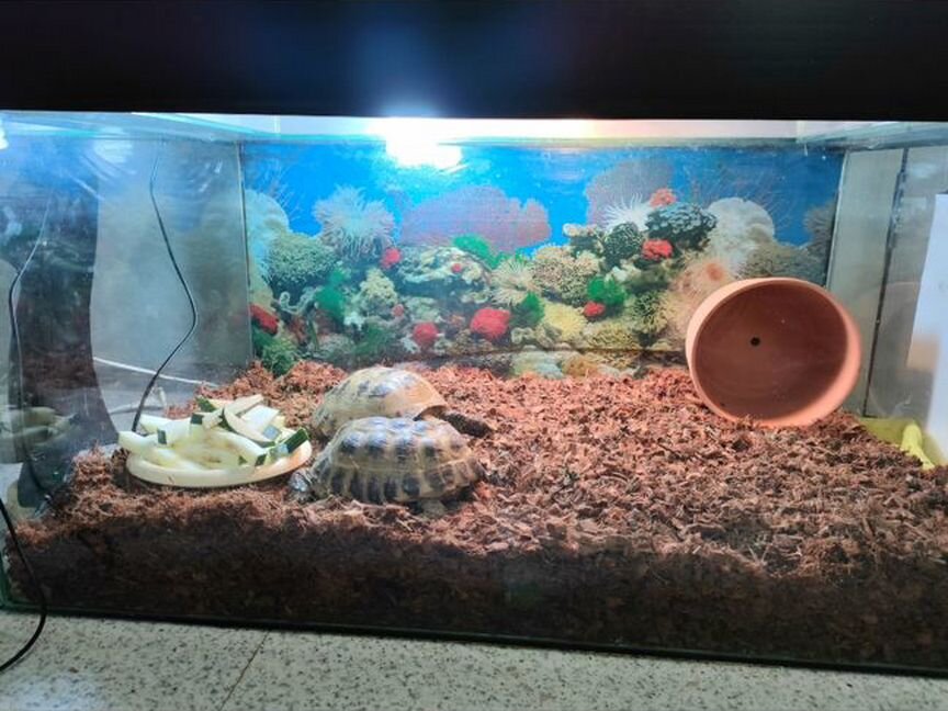 Аквариум террариум