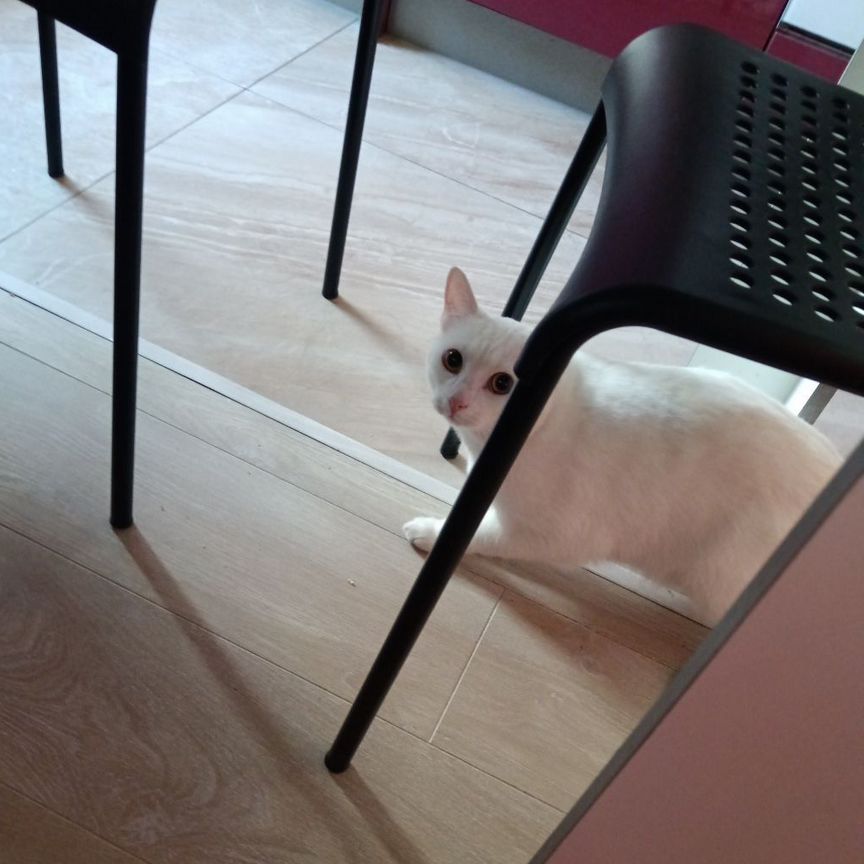 Кот