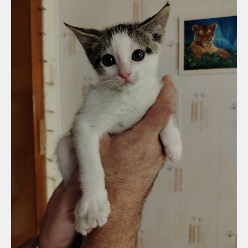 Домашний котёнок
