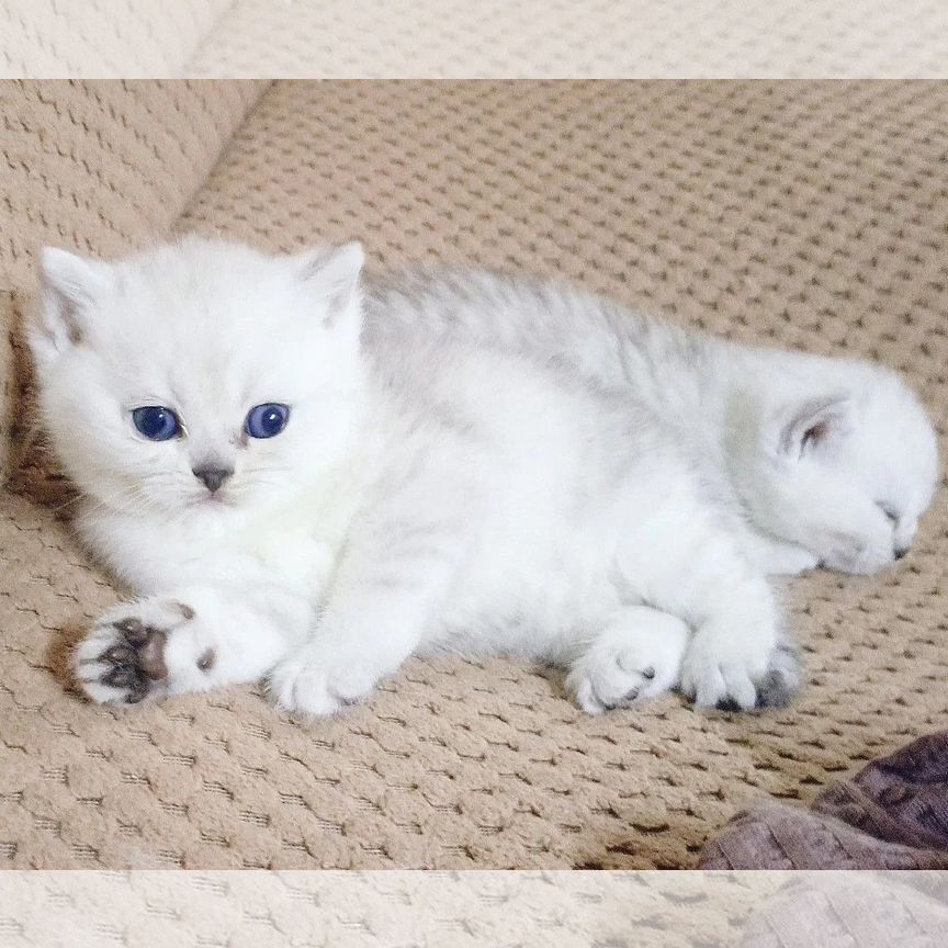 Британский короткошёрстный котёнок