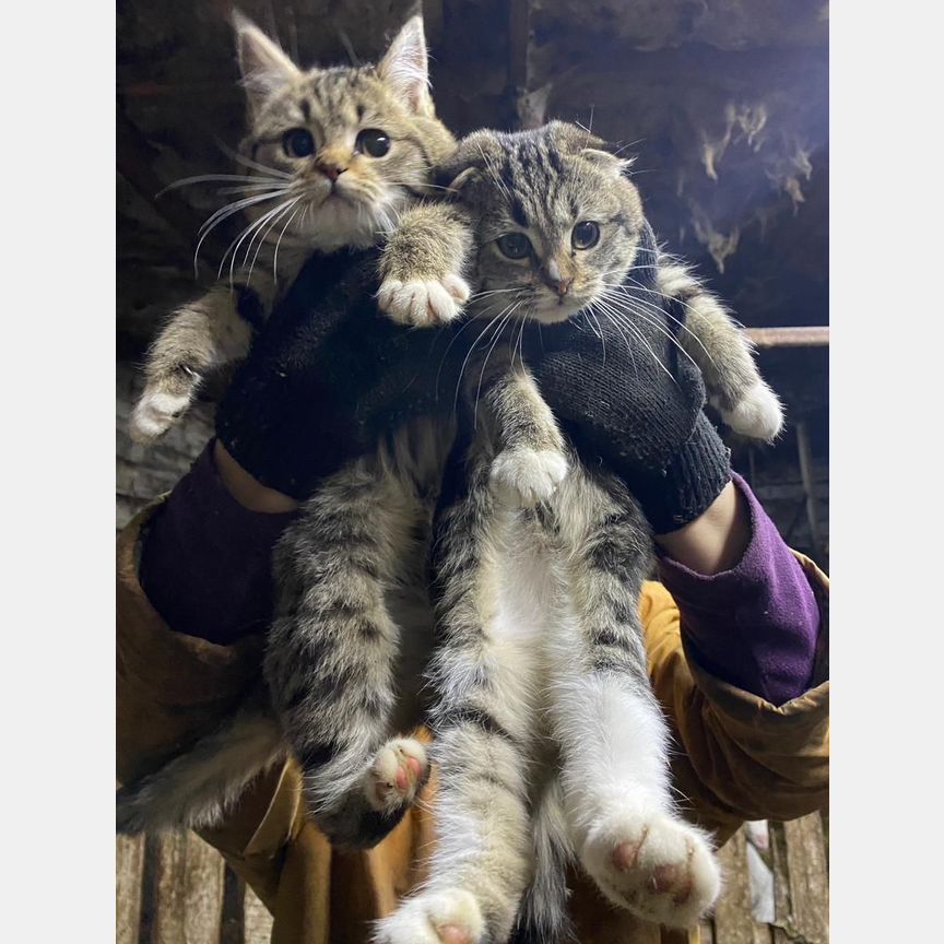 Котята
