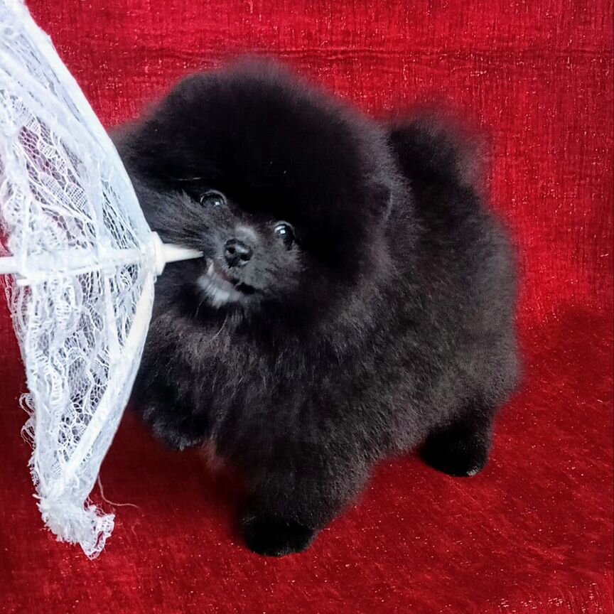 Чёрный крепышиз питомника