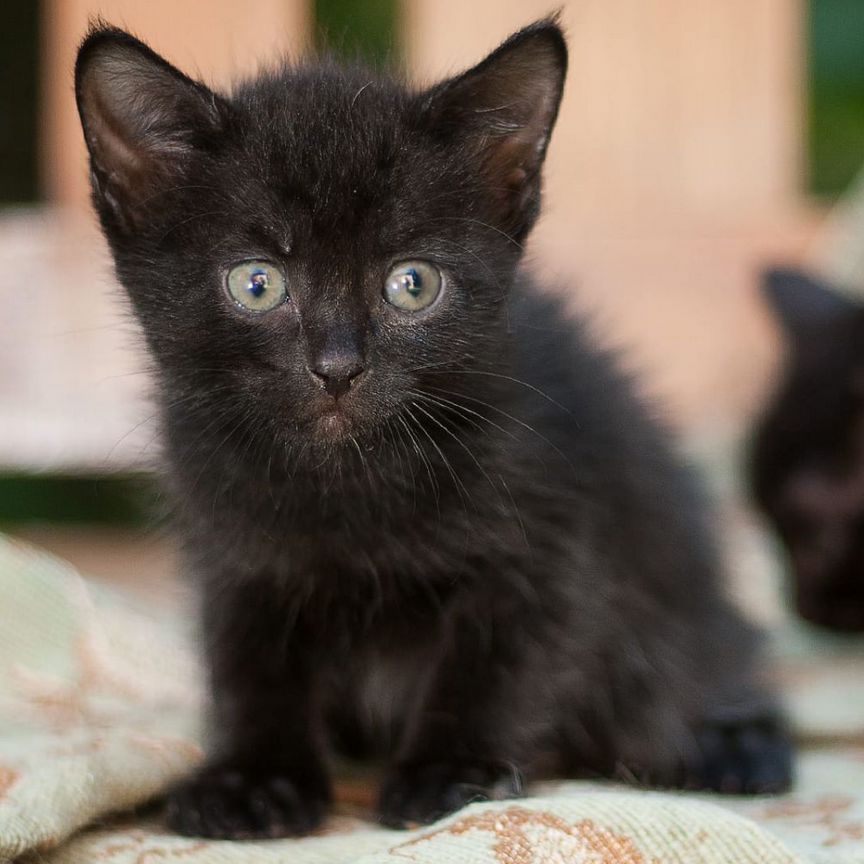 Маленькие черные котятя в дар