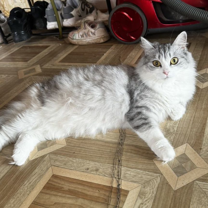 Шотландская кошка отдам