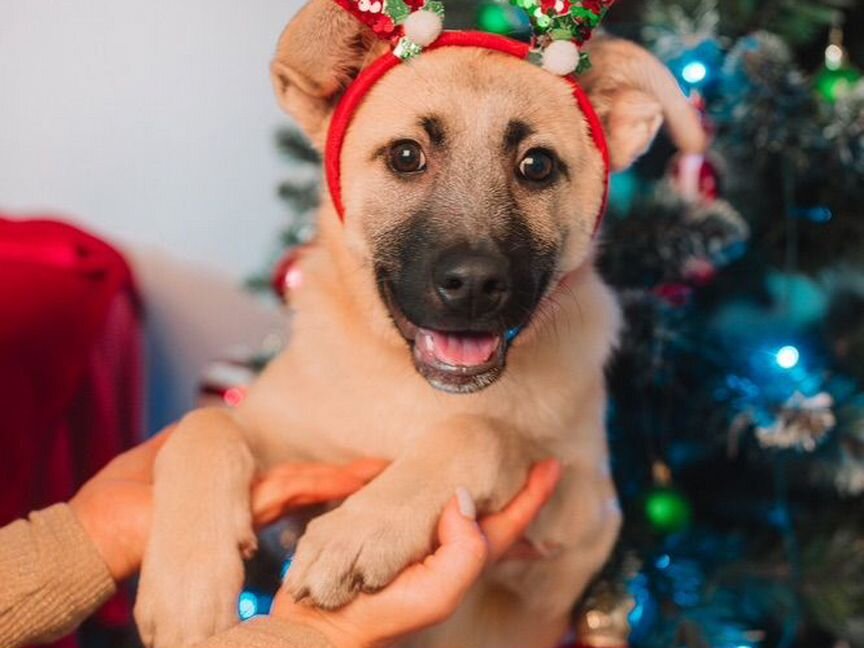 Адель ищет дом