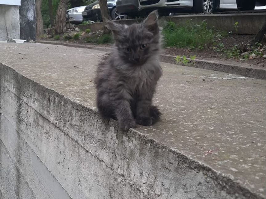 Красивый котенок пропадает на улице