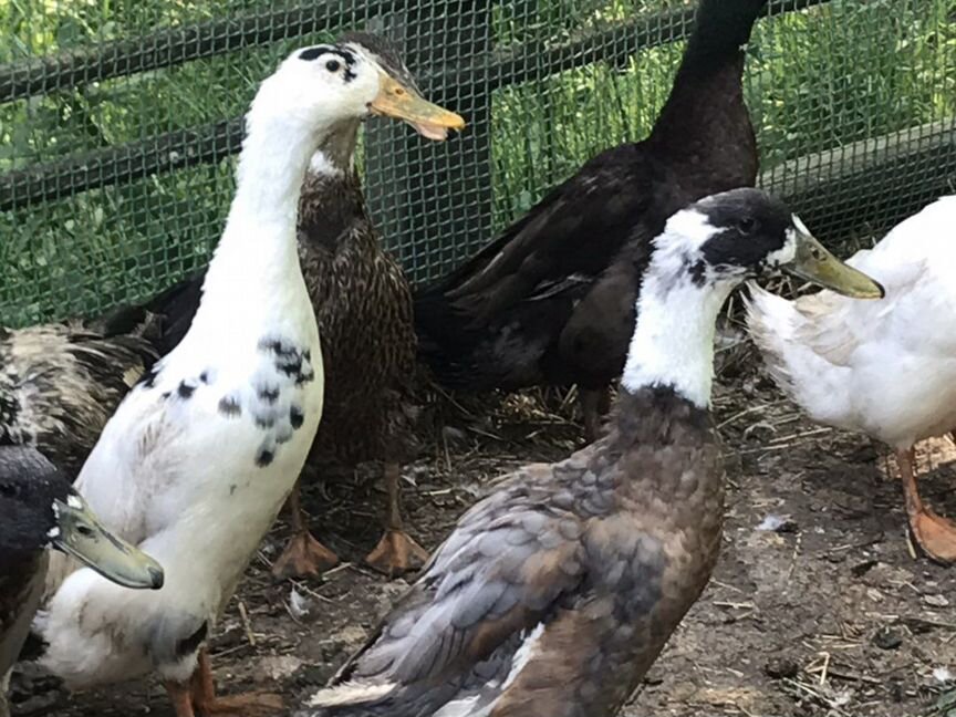 Утки бегунки годовалые селезни