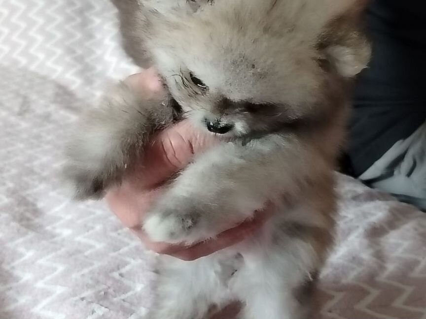 В продаже щенок шпица