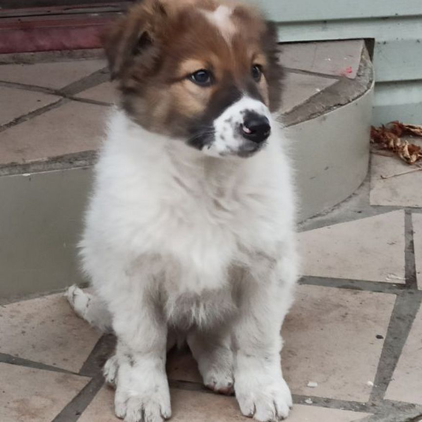 Щенок в добрые руки