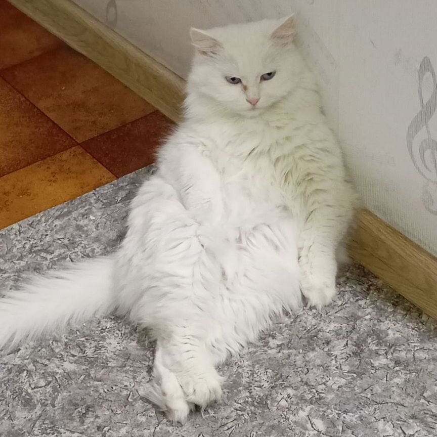 Отдам кошку на передержку