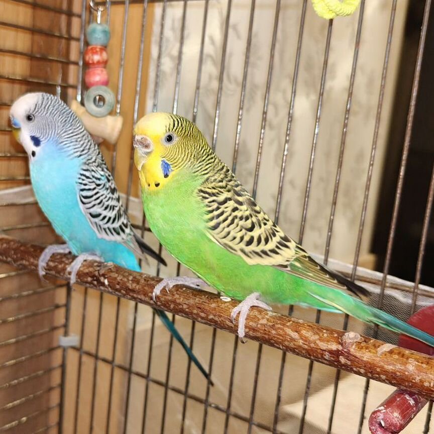 Волнистые попугаи. Бронь до 25 ноября