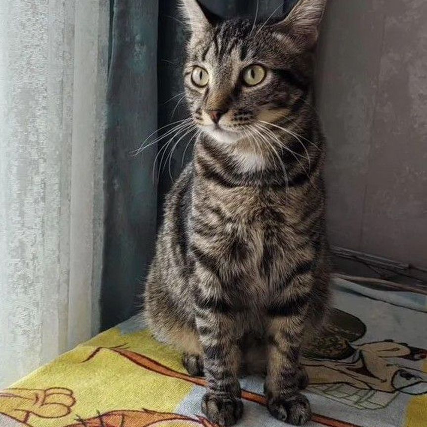 Отдадим кота
