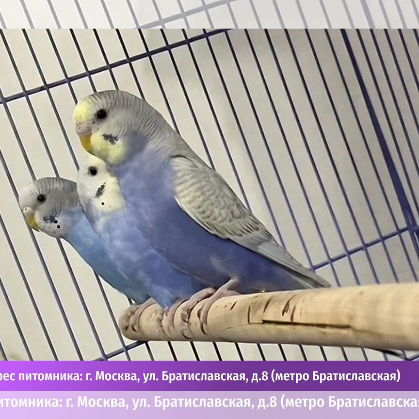 Попугай Волнистый