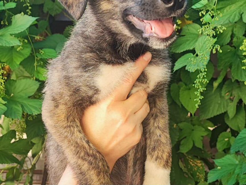 Тим в добрые ручки